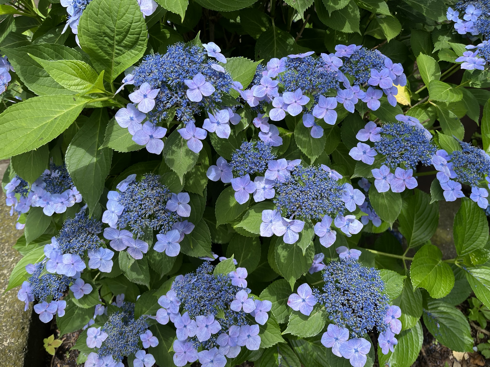 In Bloom, Quietly - Butler & Concierge Japan, lnc.